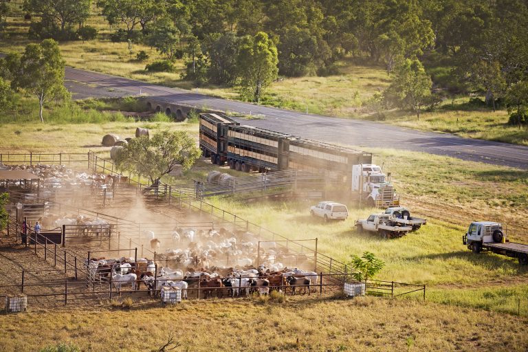 9 DAY GIBB RIVER ROAD EXPLORER | Kimberley Tours, A Private Guided ...
